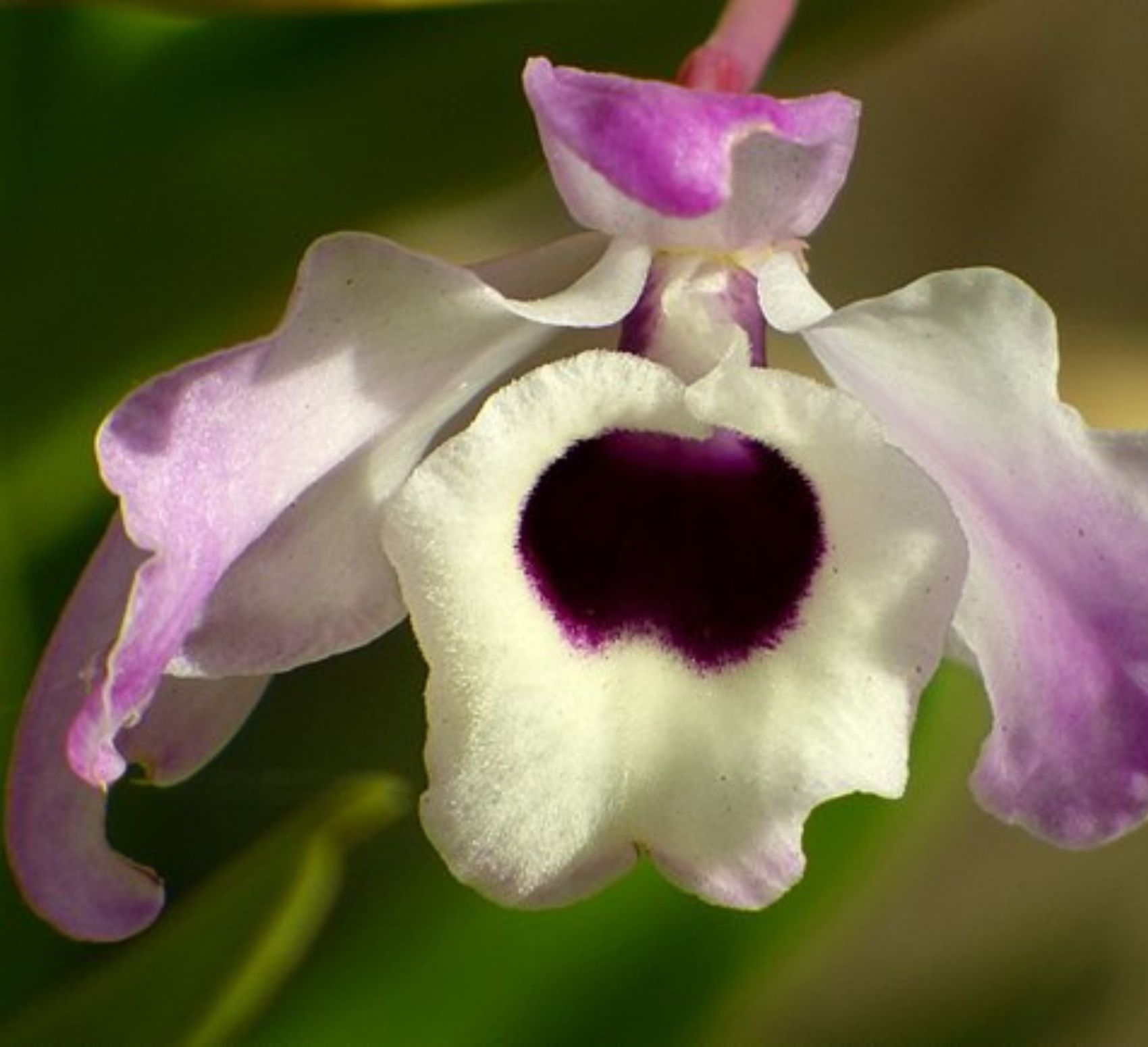Dendrobium Orchids and Their Use in Medicine | Mütter Museum